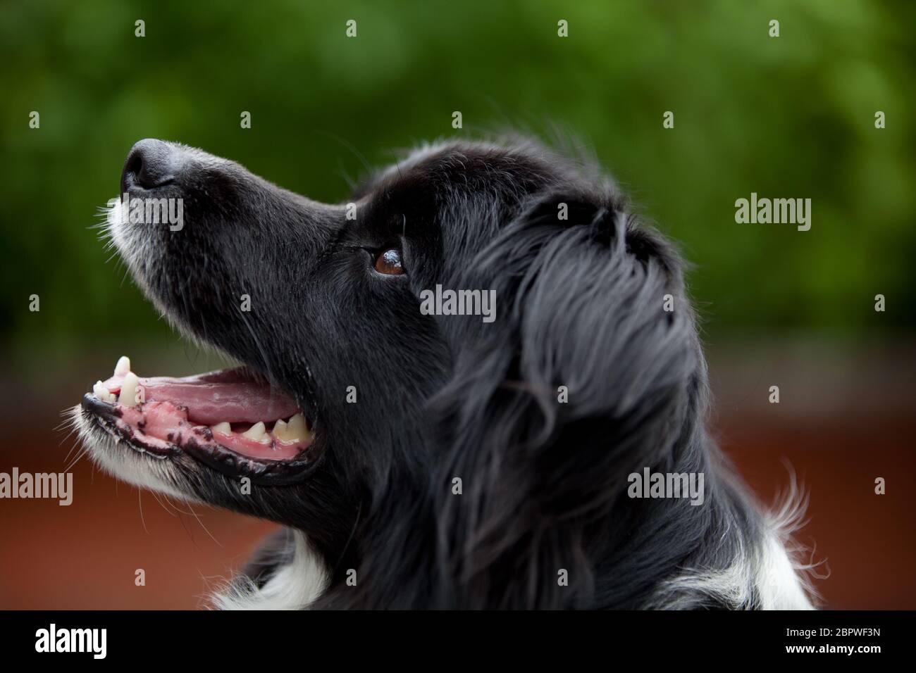 Playful border hi-res stock photography and images - Alamy