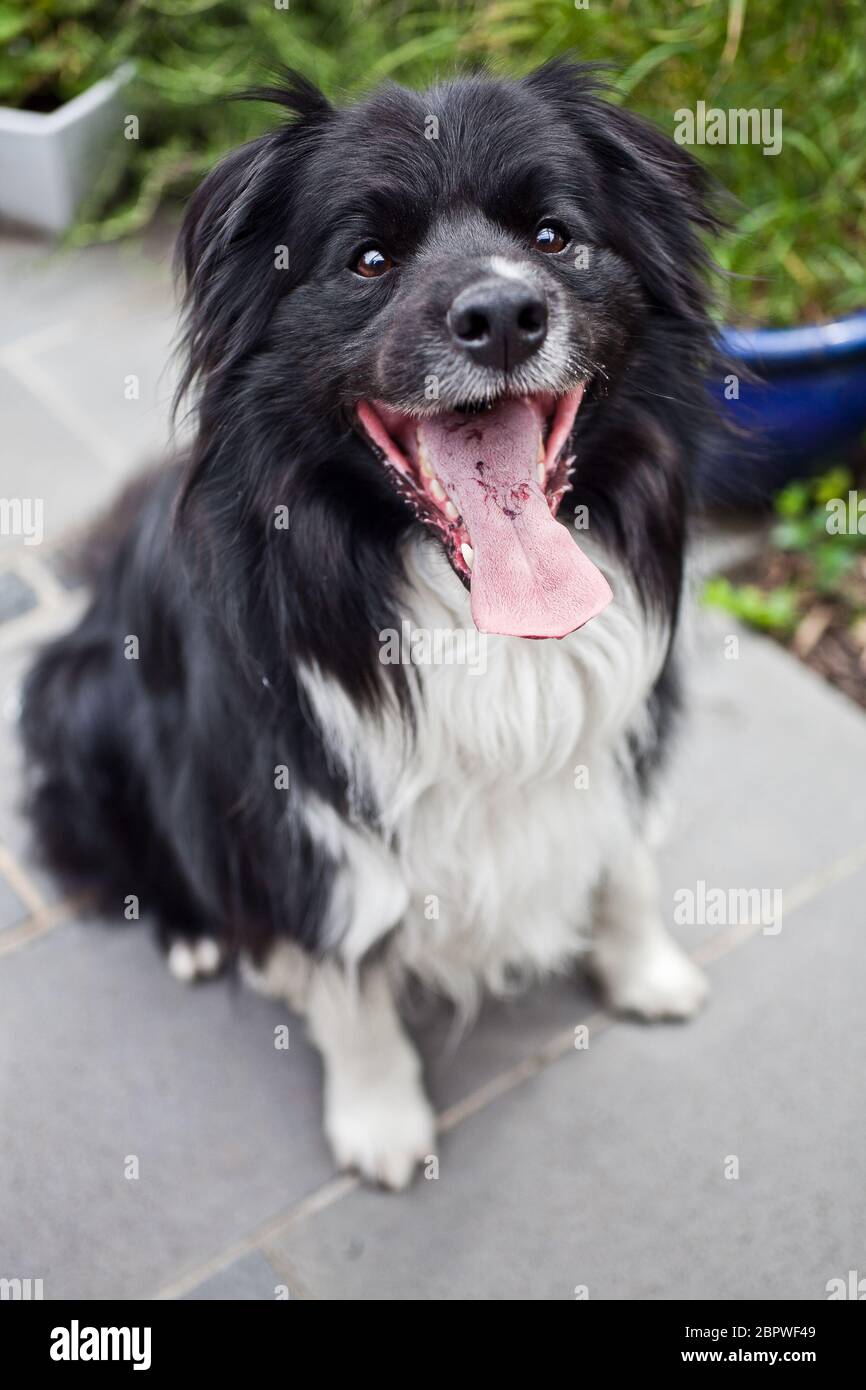 Playful border hi-res stock photography and images - Alamy
