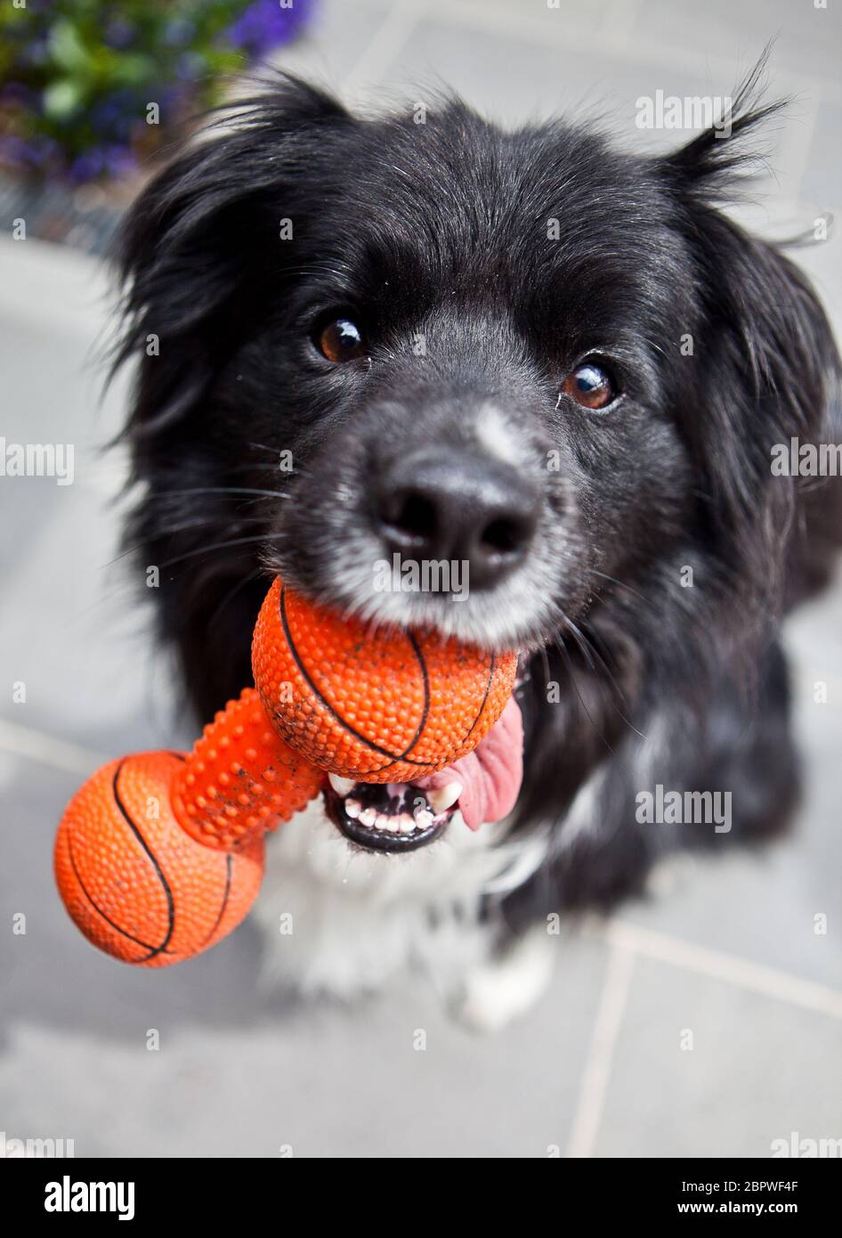 Playful border hi-res stock photography and images - Alamy