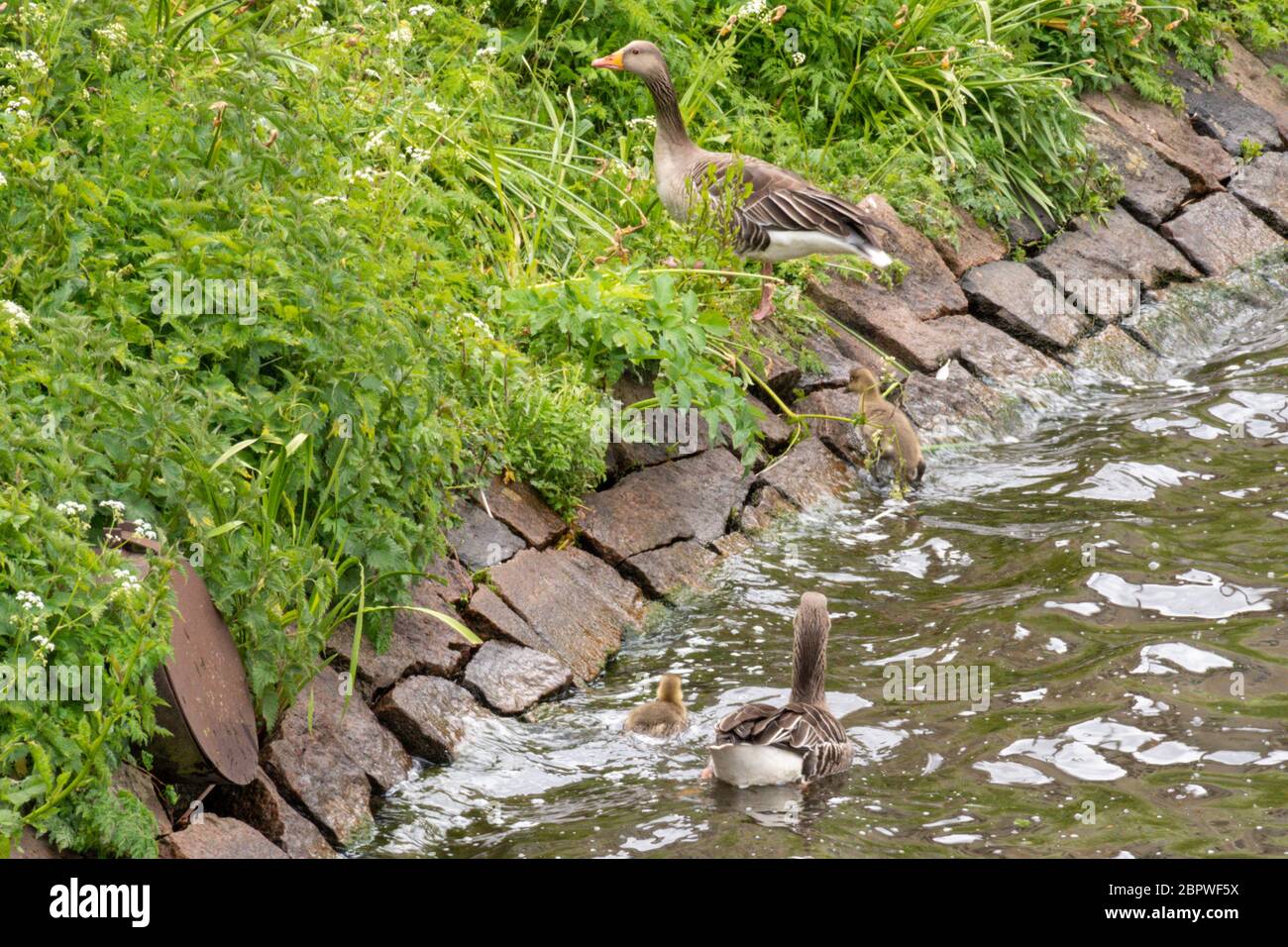 Ente Enten mit Jungenten Entenküken , Erpel , Vogel , Vögel , Vogelwelt ...