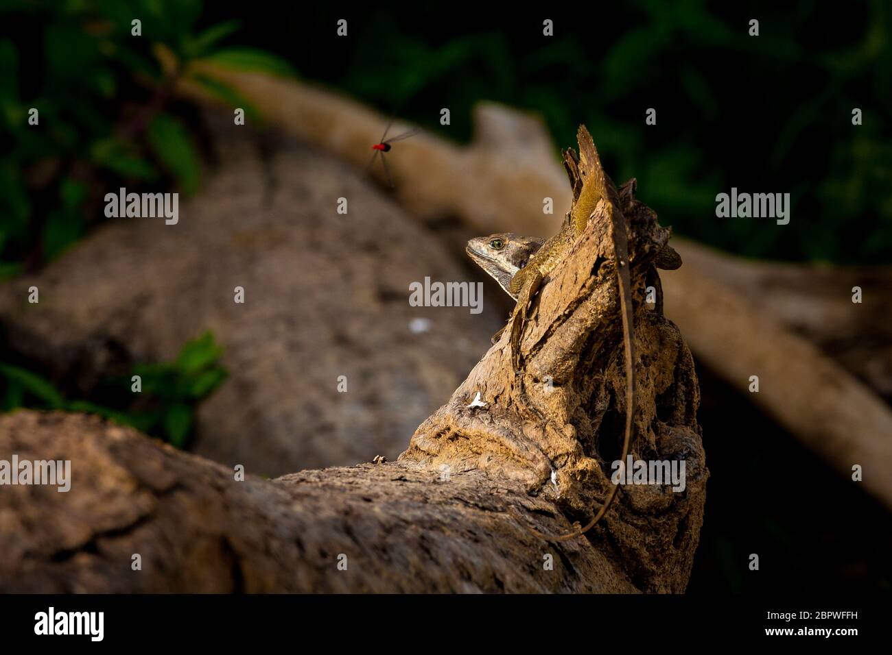 Common basilisk, Basiliscus basiliscus, looking at a red dragonfly at ...