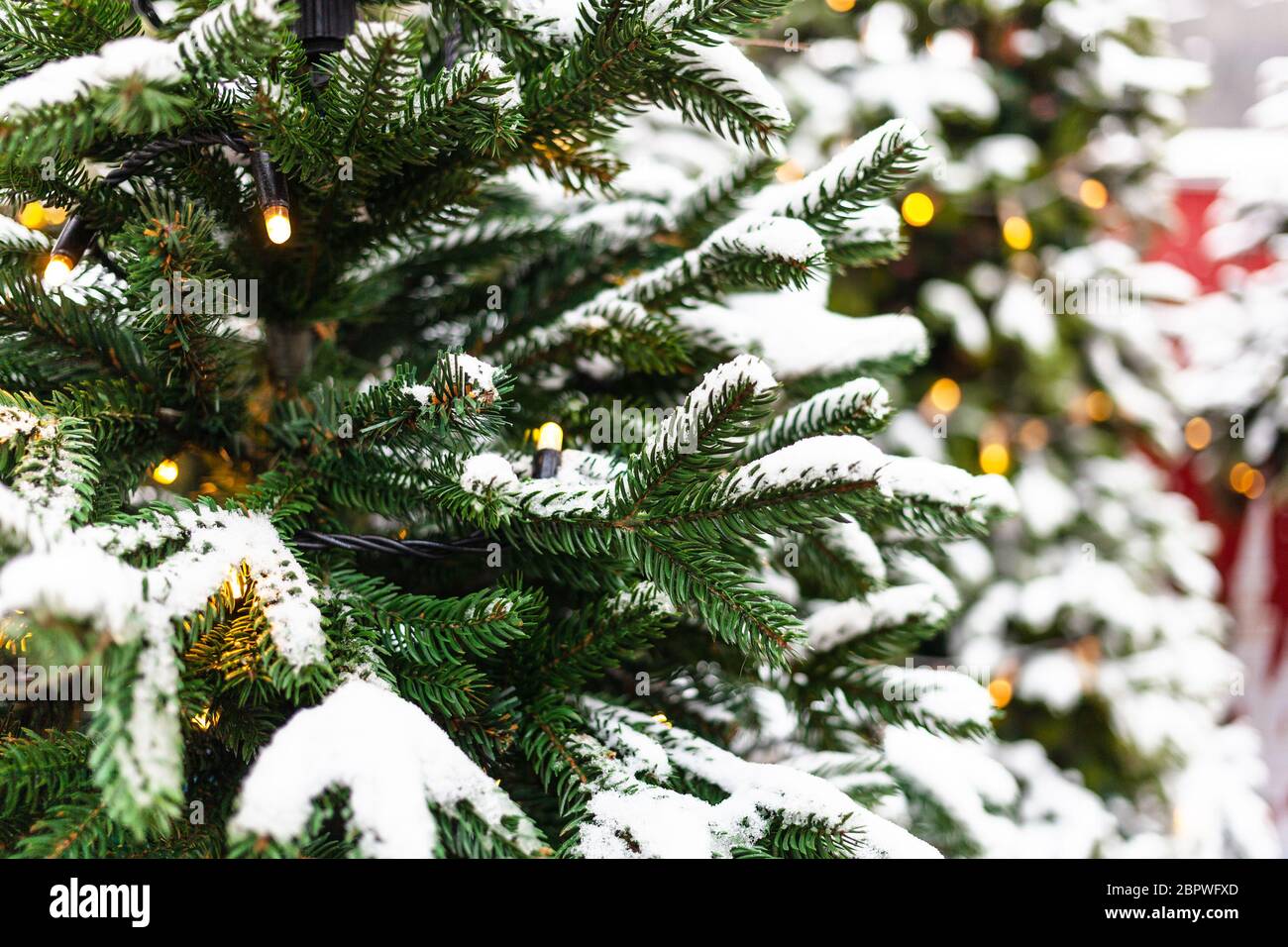 christmas tree covered by snow decorated by string light outdoors Stock ...