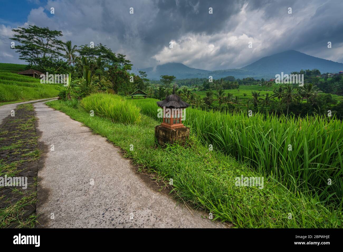 Path through the ricefields of Jatiluwih. Path the farmers take to get ...