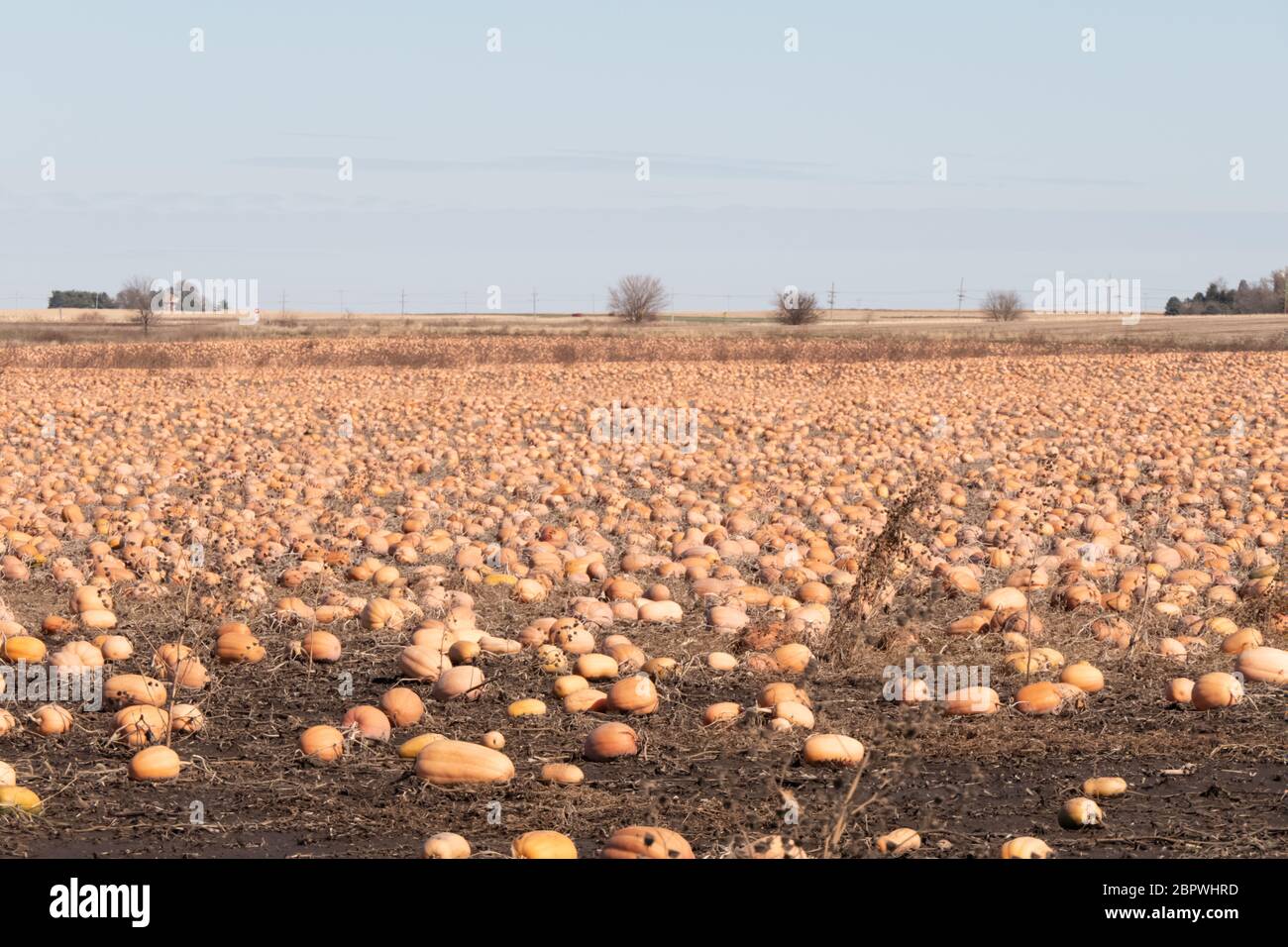Pumpkin patch in Illinois. Sprawling farm of pumpkins used for canning ...