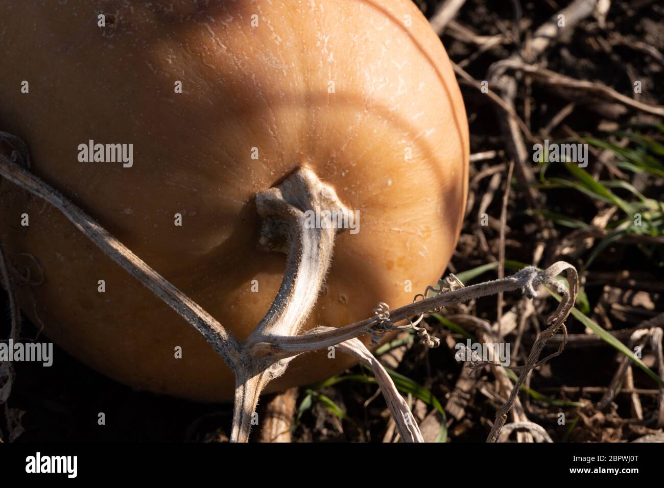 Pumpkin patch in Illinois. Sprawling farm of pumpkins used for canning ...