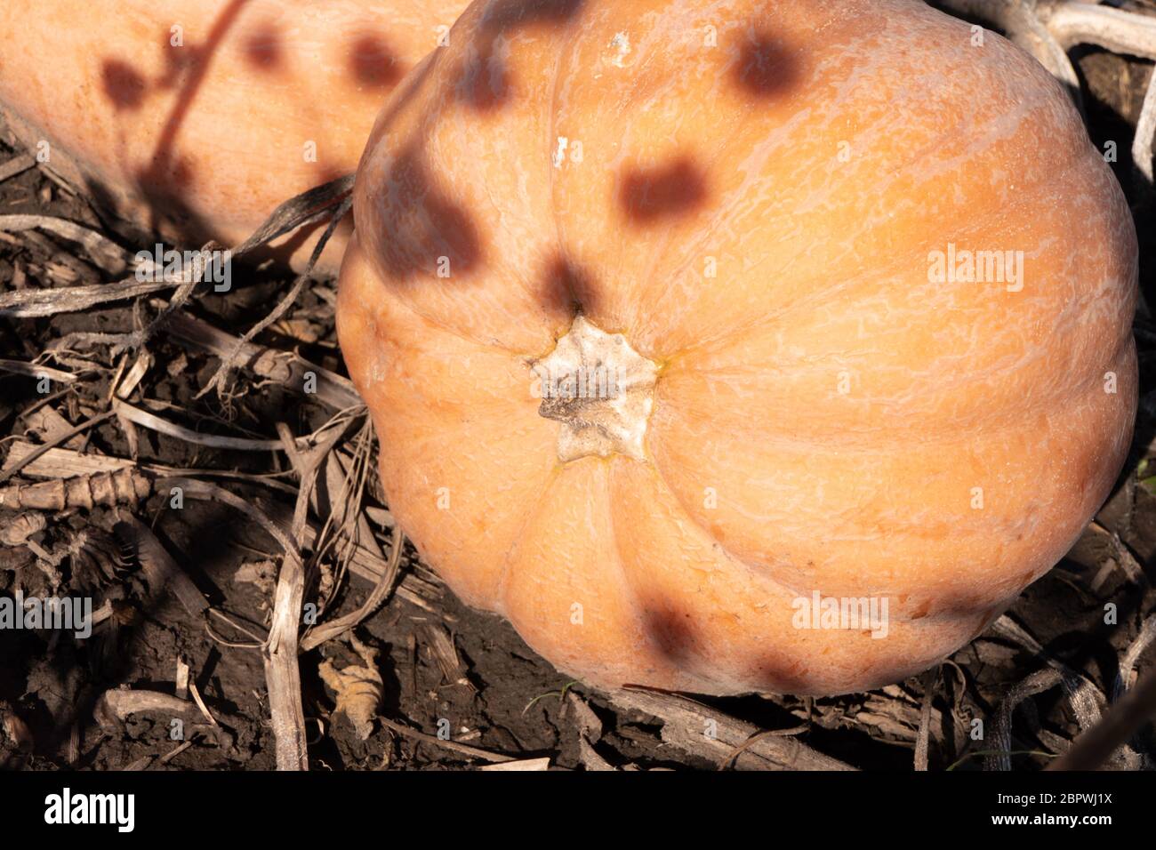 Pumpkin patch in Illinois. Sprawling farm of pumpkins used for canning ...