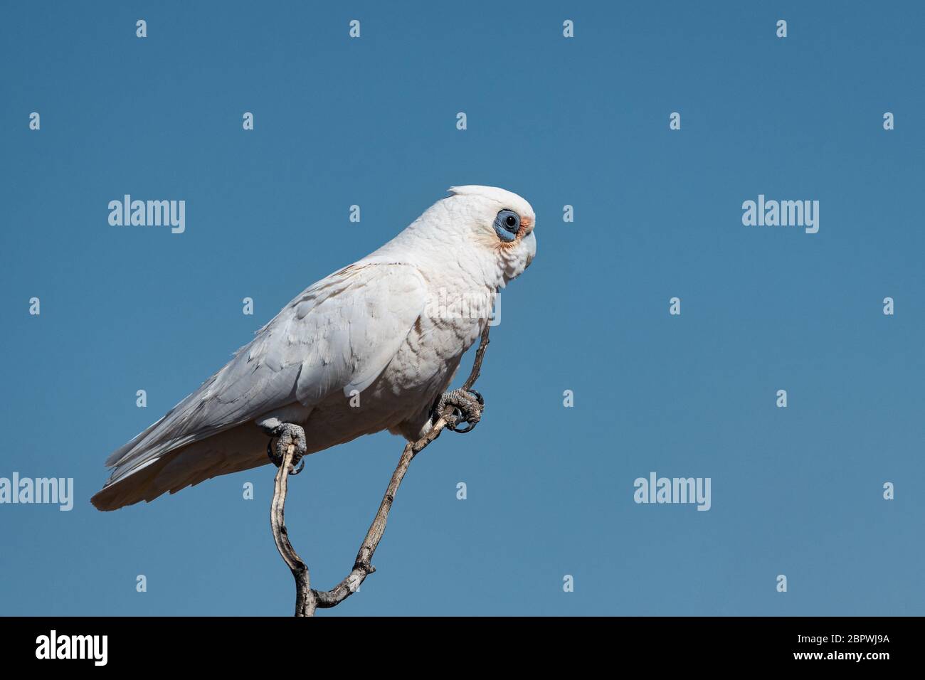The Little Corella is one of the smaller cockatoo species Stock Photo ...