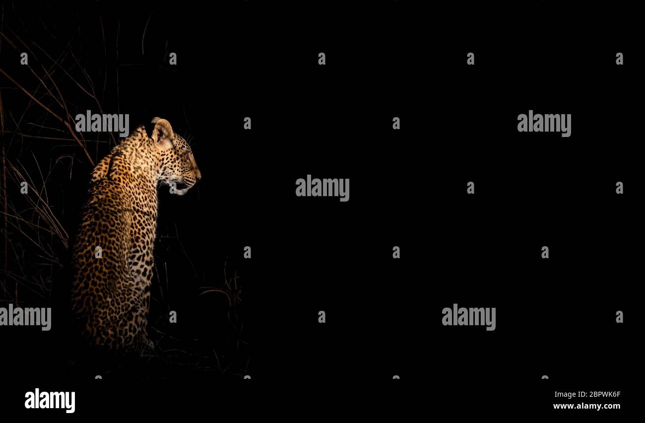 Leopard night hi-res stock photography and images - Alamy