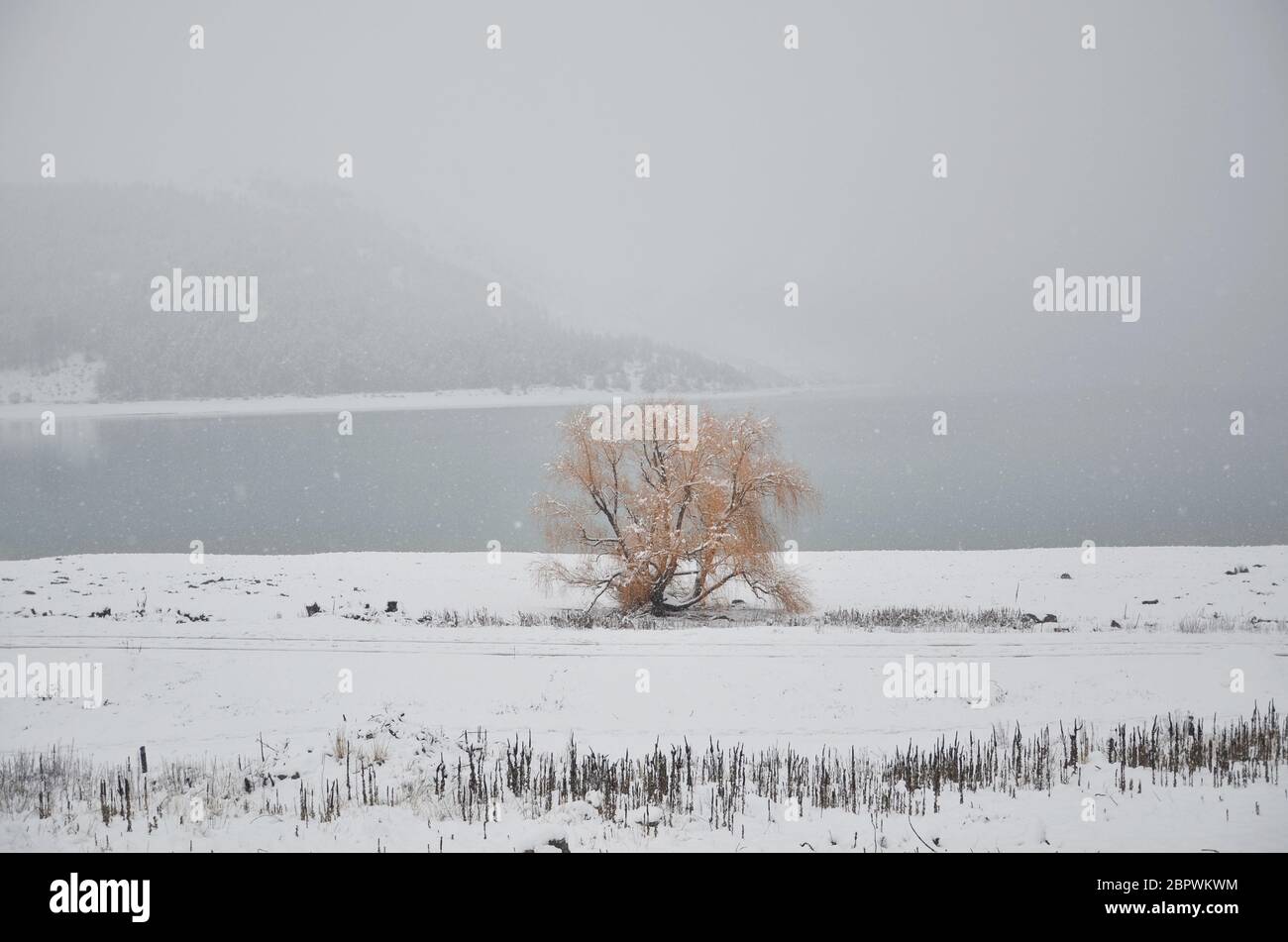 Golden lakeside hi-res stock photography and images - Alamy