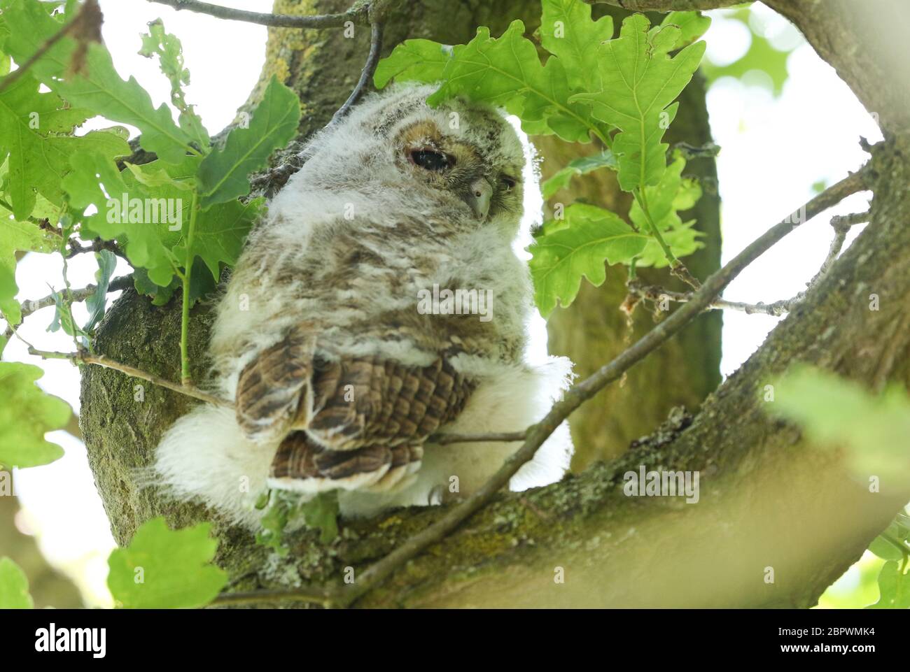 Baby tawny owl in oak tree hi-res stock photography and images - Alamy
