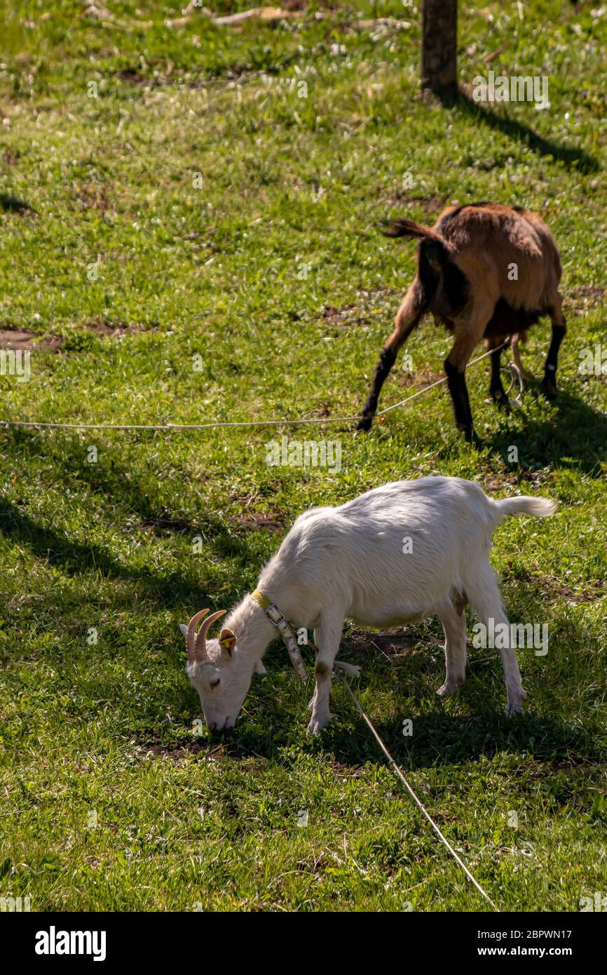 Two domestic goats grazing hi-res stock photography and images - Alamy