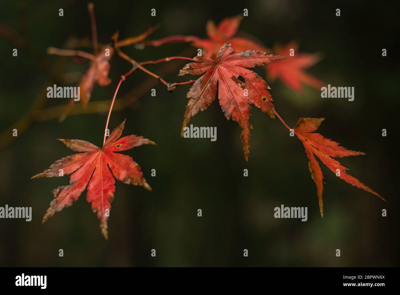 Taken near Kameiwa cave in Kimitsu, Japan. Autumn season Stock Photo ...