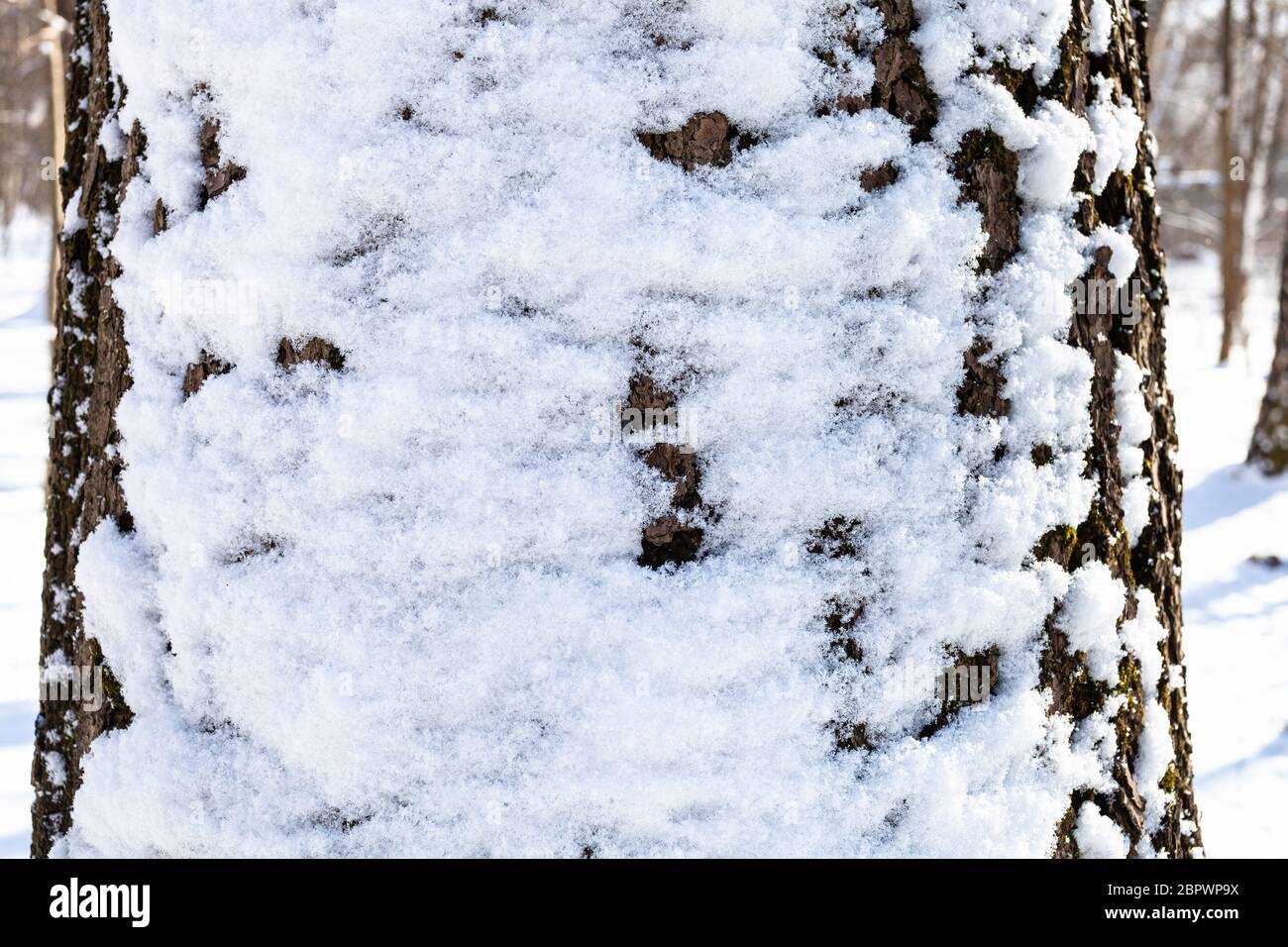 snow-covered oak trunk close-up in forest after last snowfall in spring ...