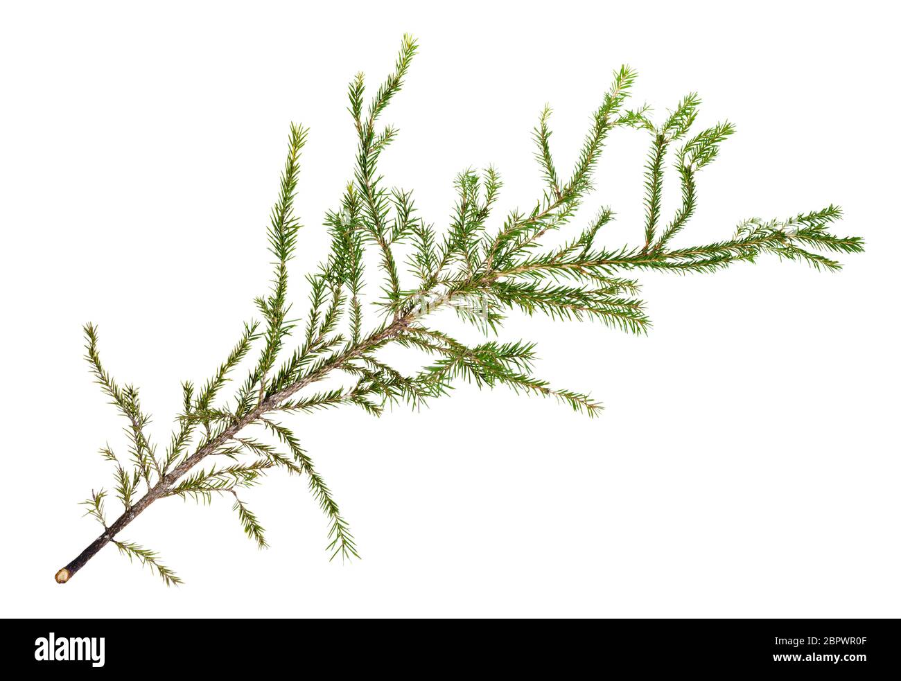 Spruce branch cut out hi-res stock photography and images - Alamy