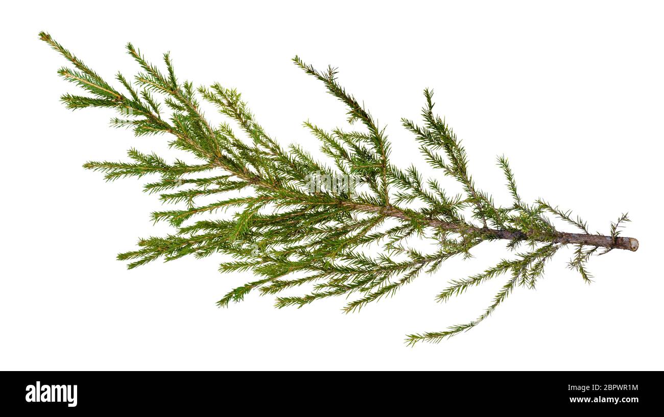 fresh branch of spruce tree isolated on white background Stock Photo ...