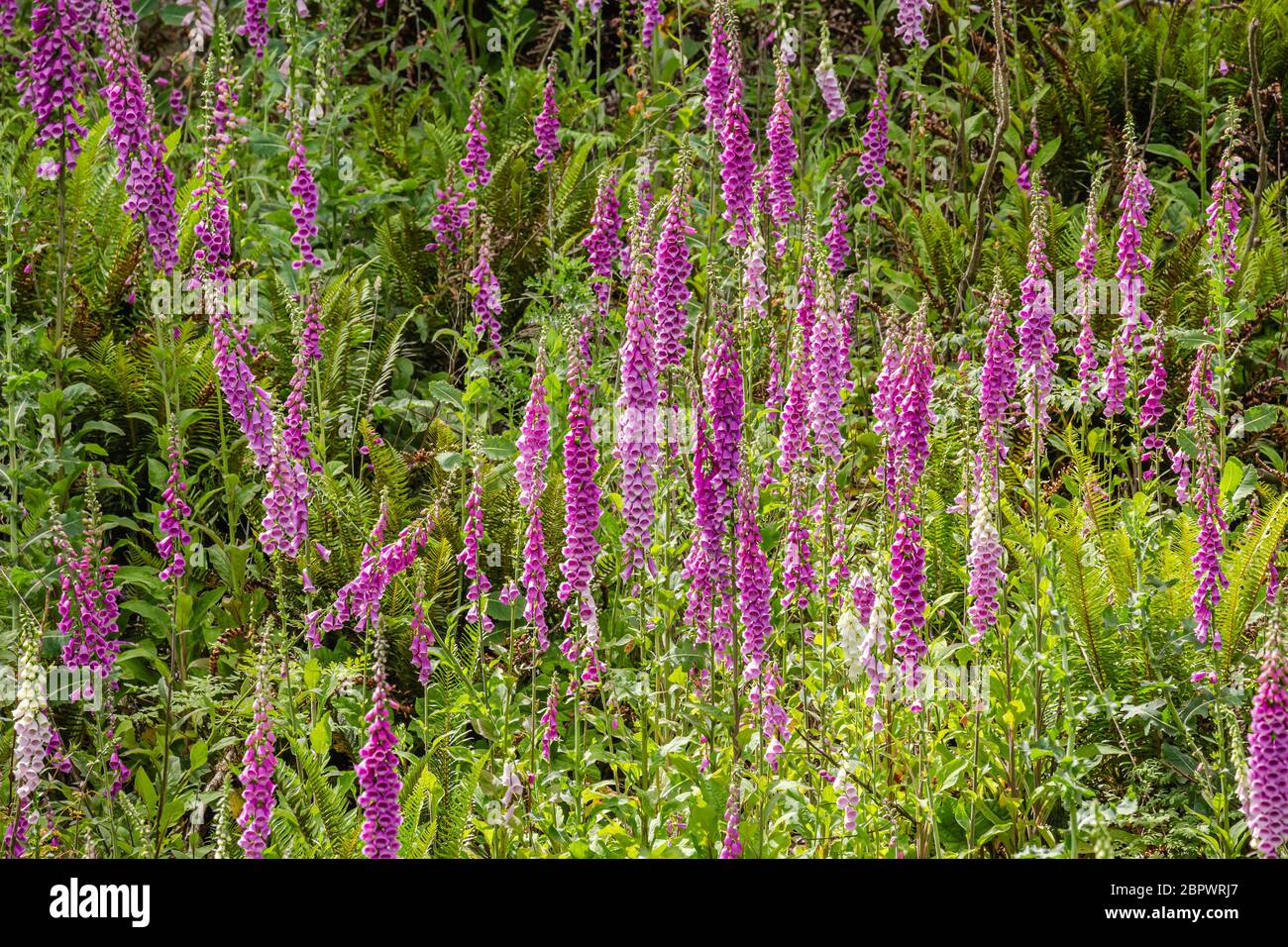 Cluster of magenta wildflowers called Foxgloves, also known as ...