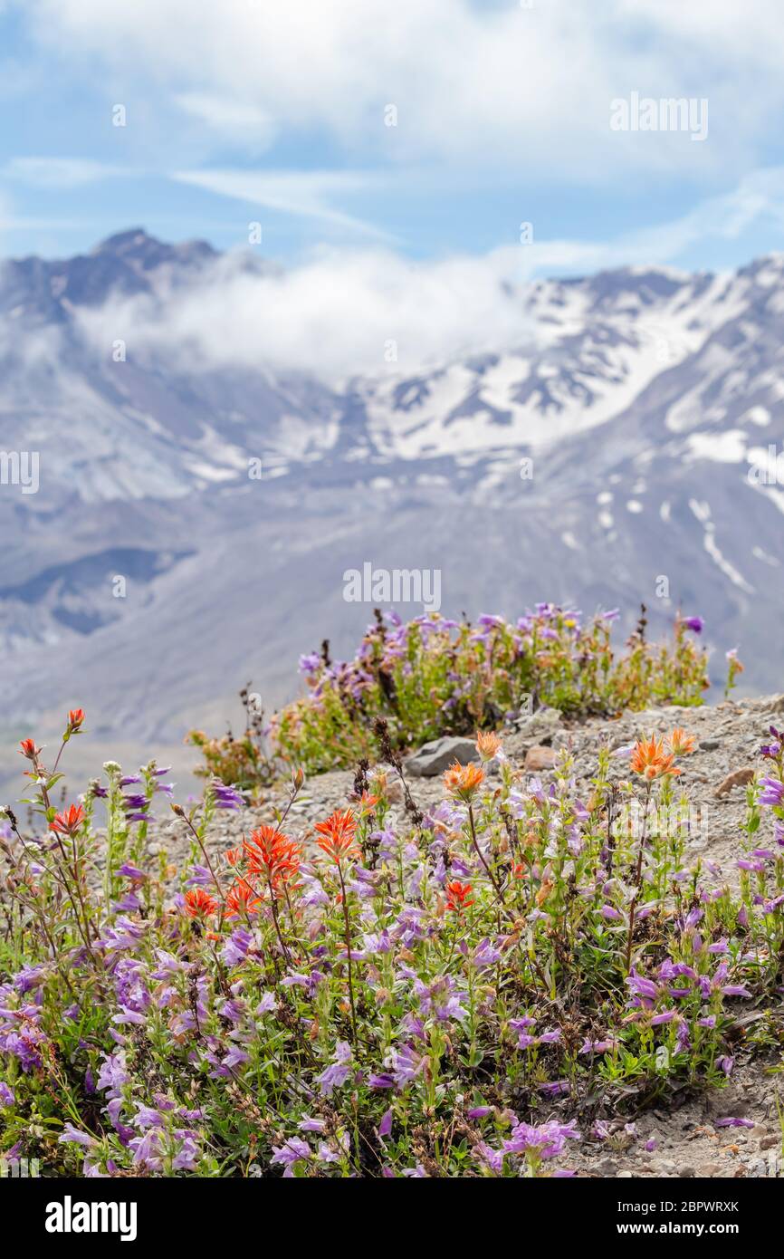 Eruption mount st helens 1980 hi-res stock photography and images - Alamy