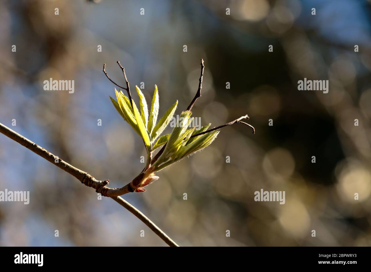 The first leaves of spring are bursting into the European ash tree ...