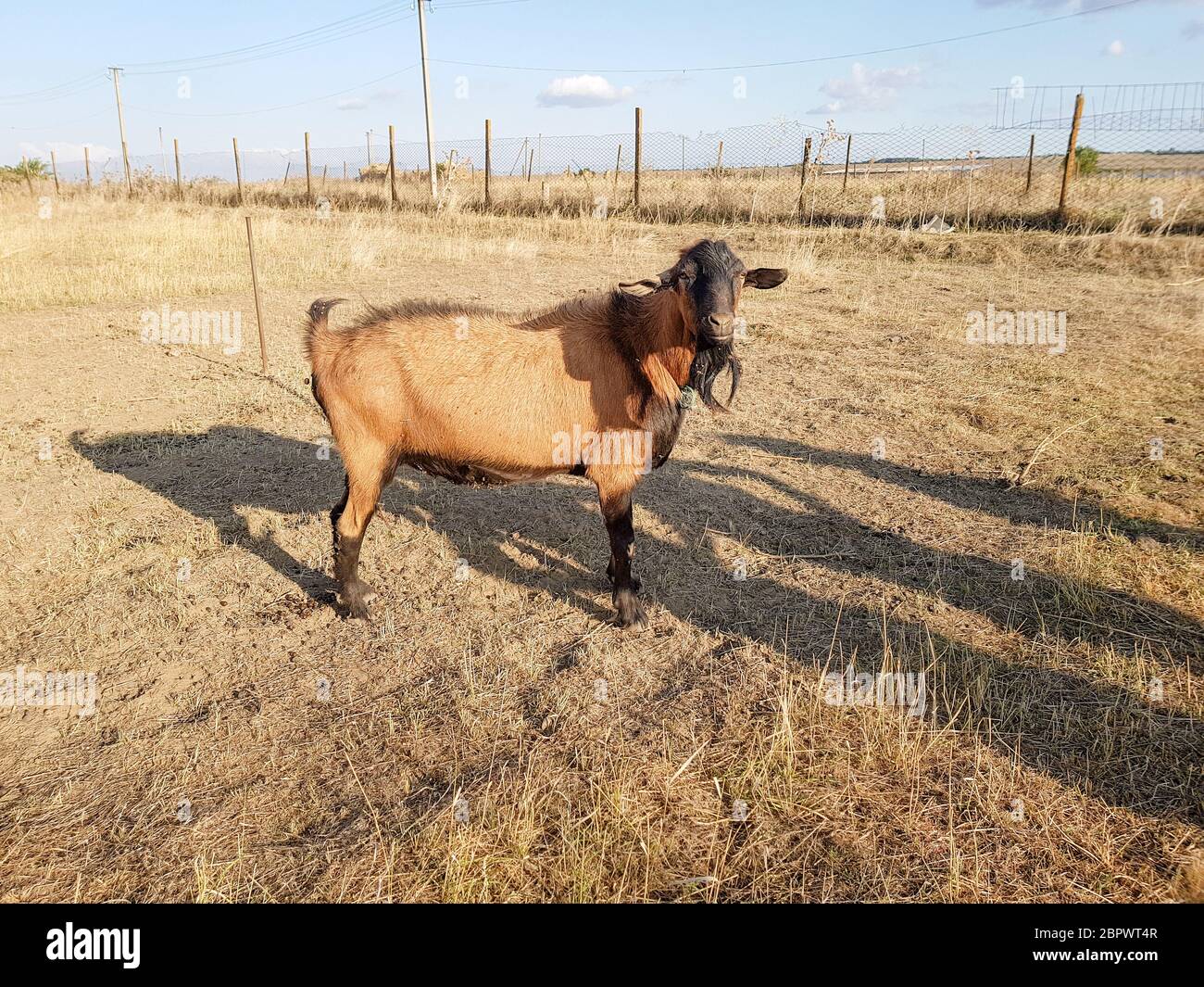 Hornless hi-res stock photography and images - Alamy