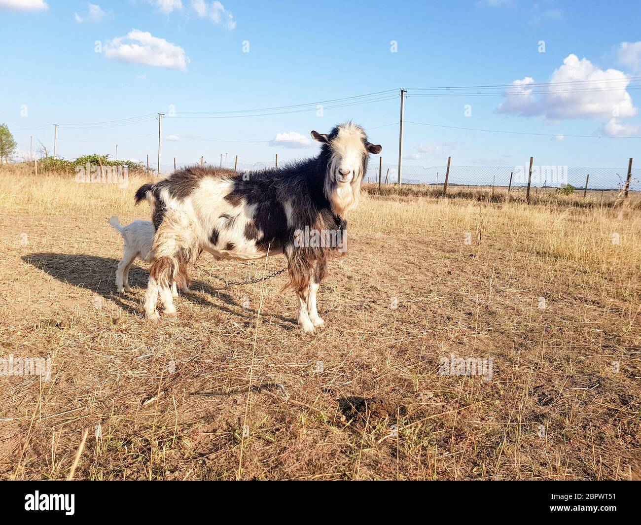 A huge hornless shaggy goat on a squash in a village courtyard in the ...