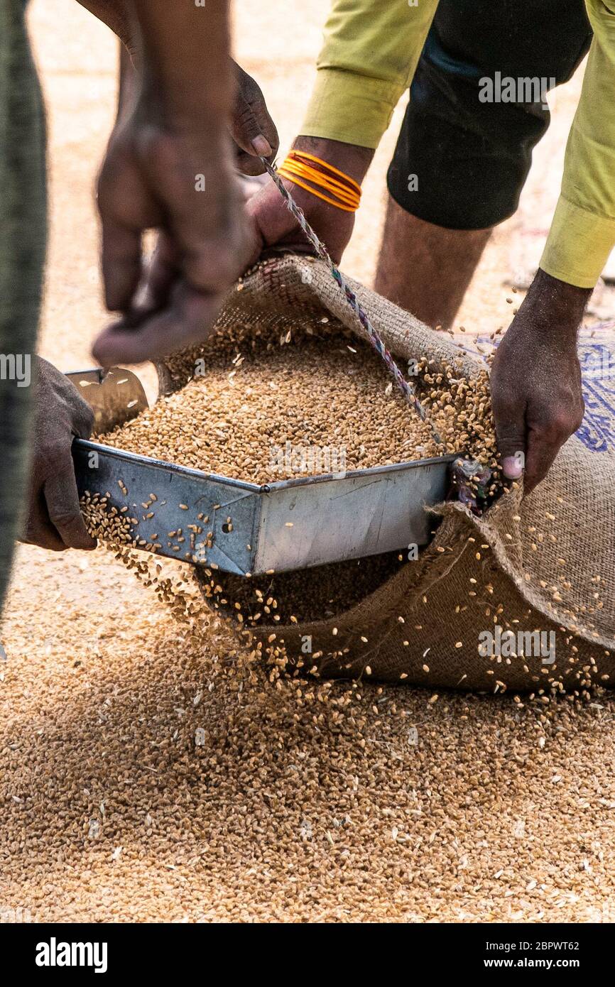 A workers scoops up grains of wheat into a bag at Dankaur Grain Market ...