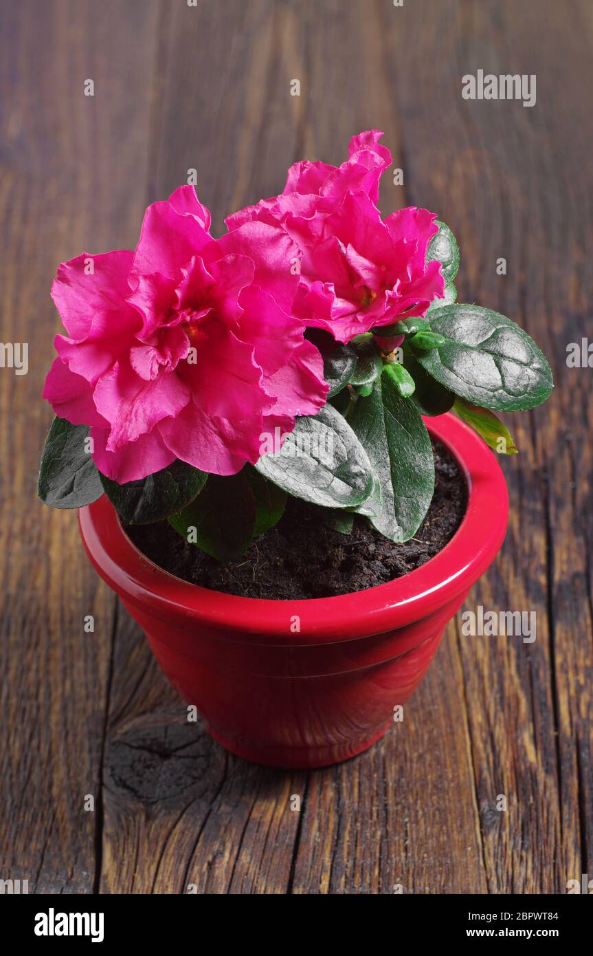 Azalea red pot hi-res stock photography and images - Alamy