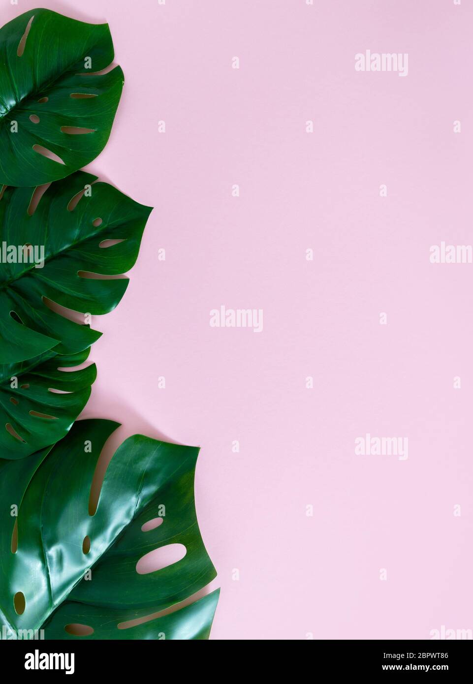 Vertical orientation monstera leaves on the pink background Stock Photo ...