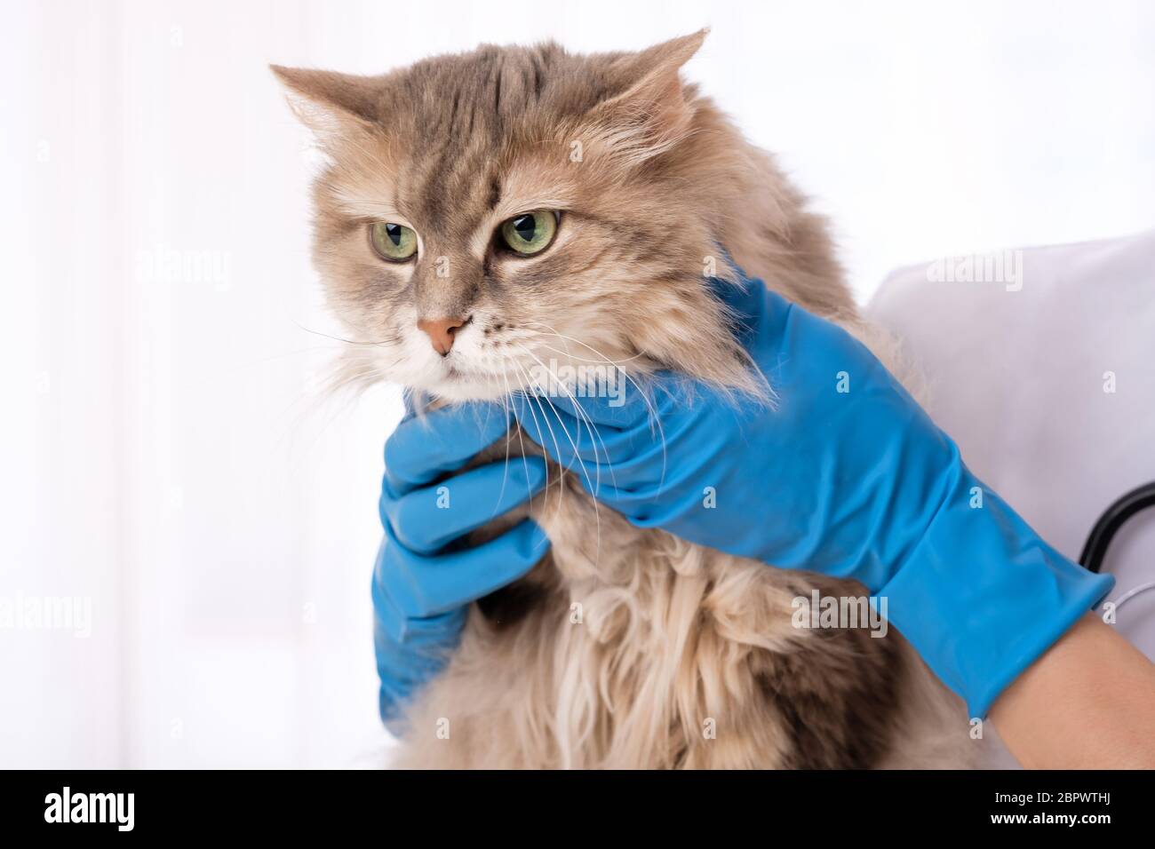 Longhaired cat in hands of vet doctor Stock Photo - Alamy