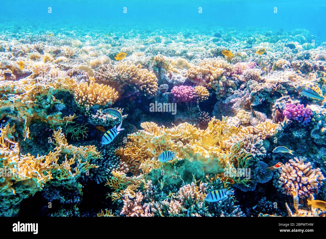 seascape with tropical fish and coral reefs Stock Photo - Alamy