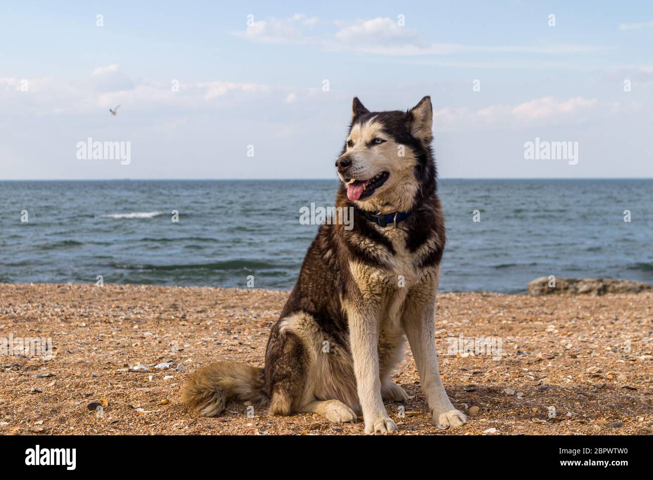 A husky dog sits on the sand, on the beach and looks Stock Photo - Alamy