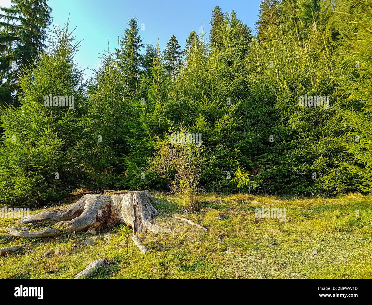 Tree stump green mountain forest hi-res stock photography and images ...