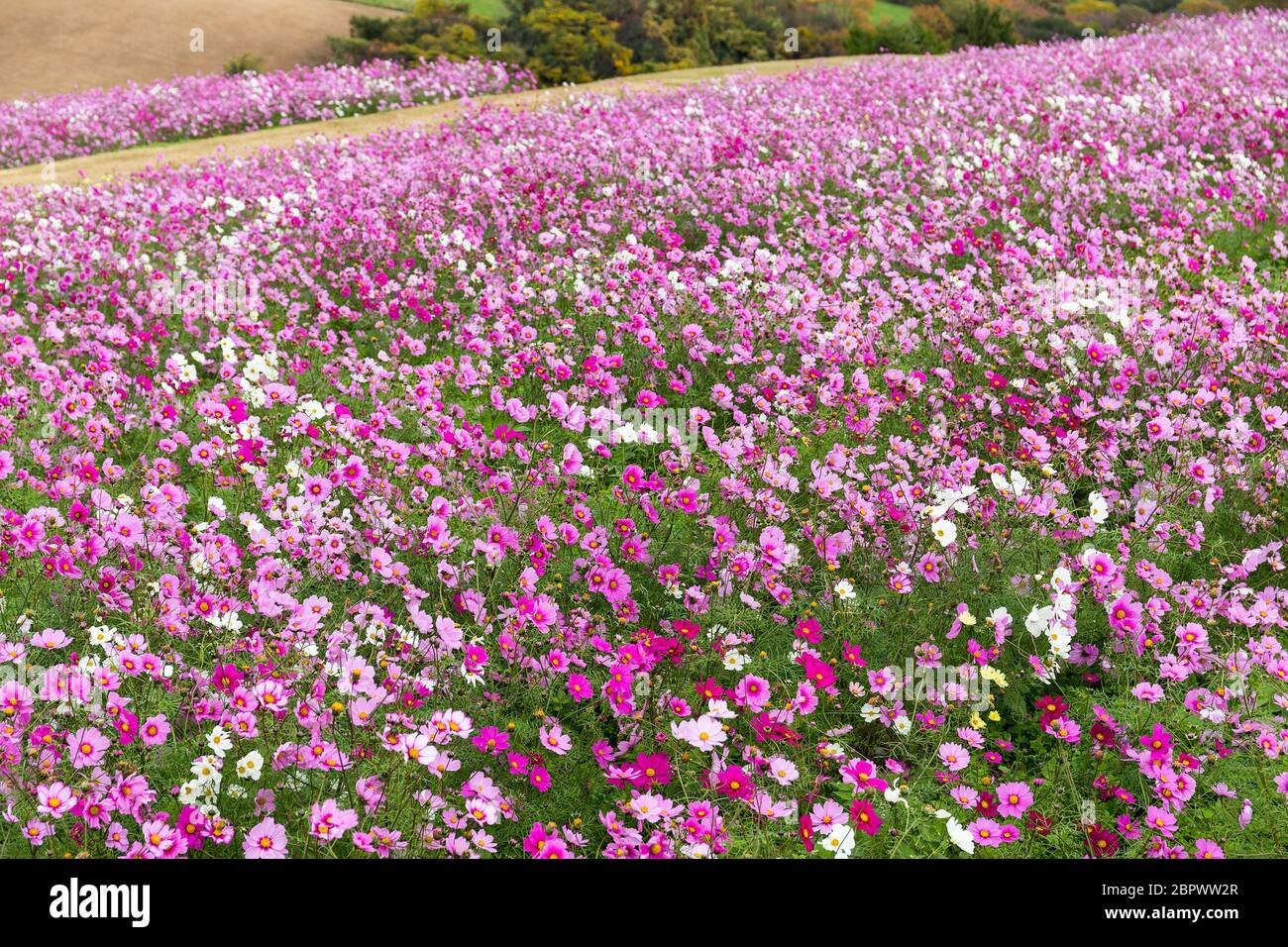 Cosmos yellow cosmos japan hi-res stock photography and images - Alamy