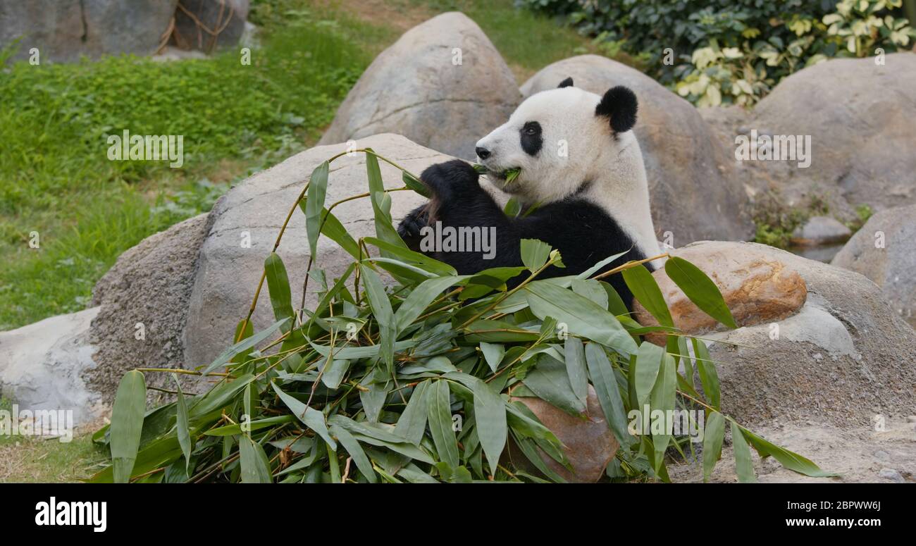 Panda eat bamboo Stock Photo - Alamy