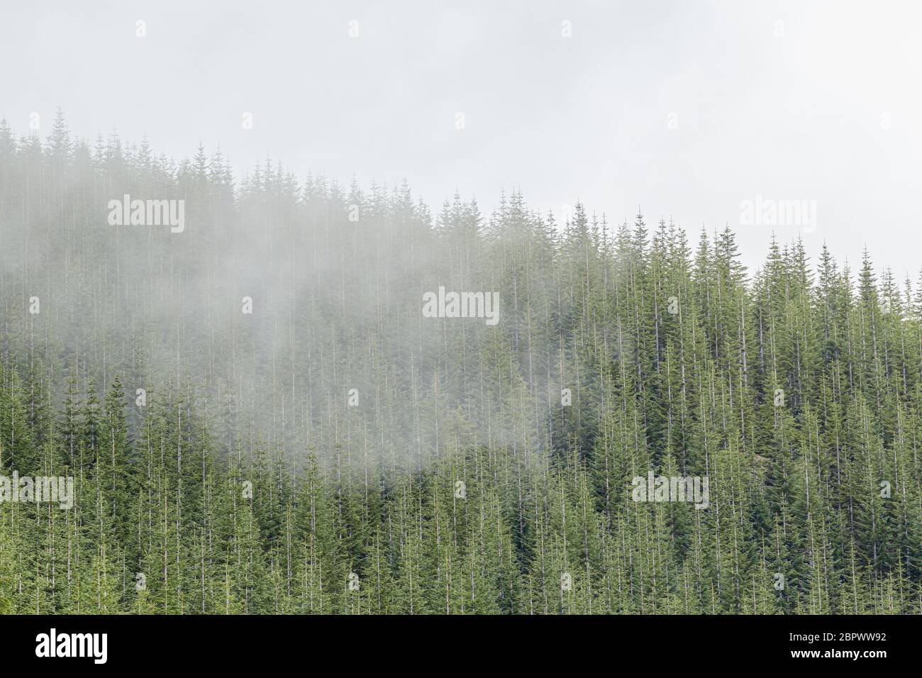 Fog pine hi-res stock photography and images - Alamy