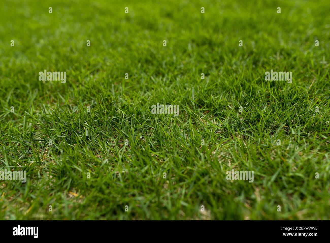 Green lawn on ground Stock Photo - Alamy