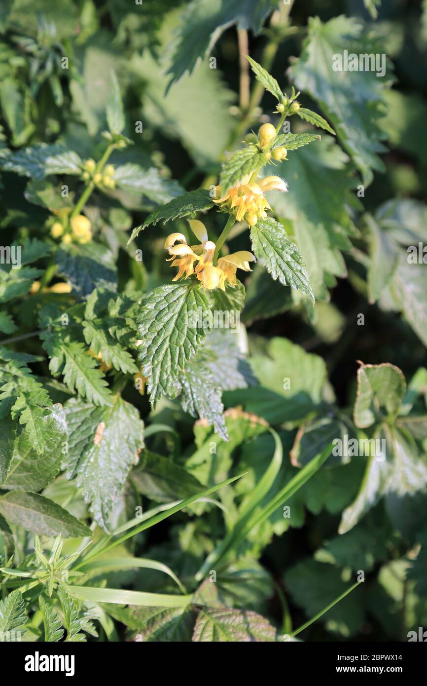 Yellow archangel dead nettle flowering in garden in Kent, England ...