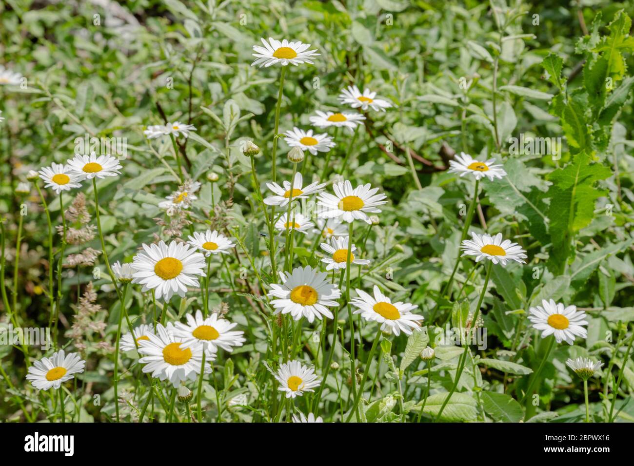 Cluster of wild daisies growing in a field Stock Photo - Alamy