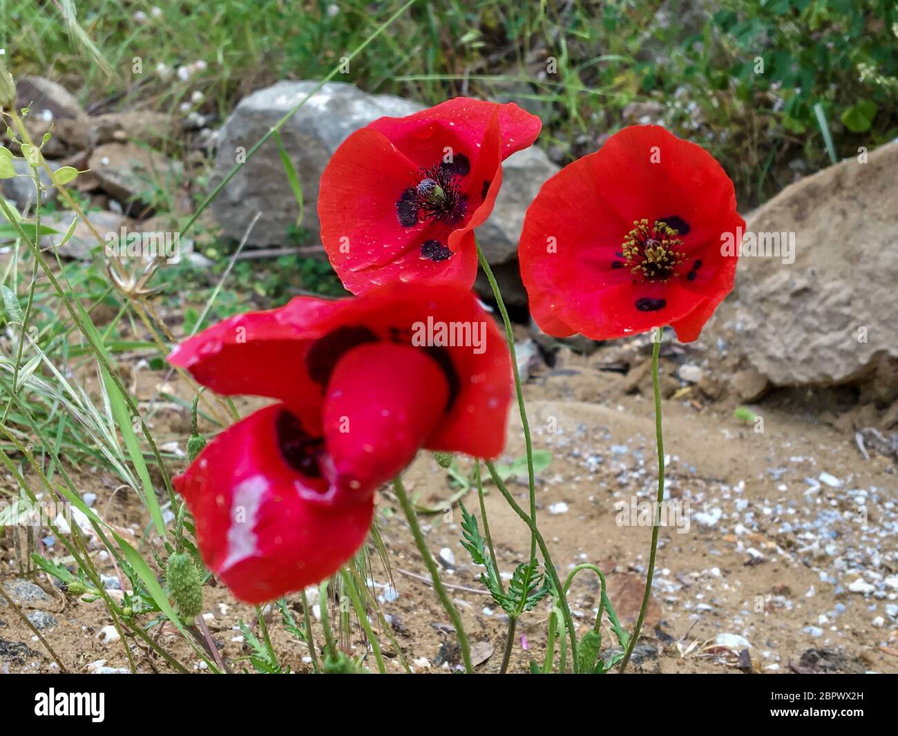 Three red poppies on the background of large stones Stock Photo - Alamy