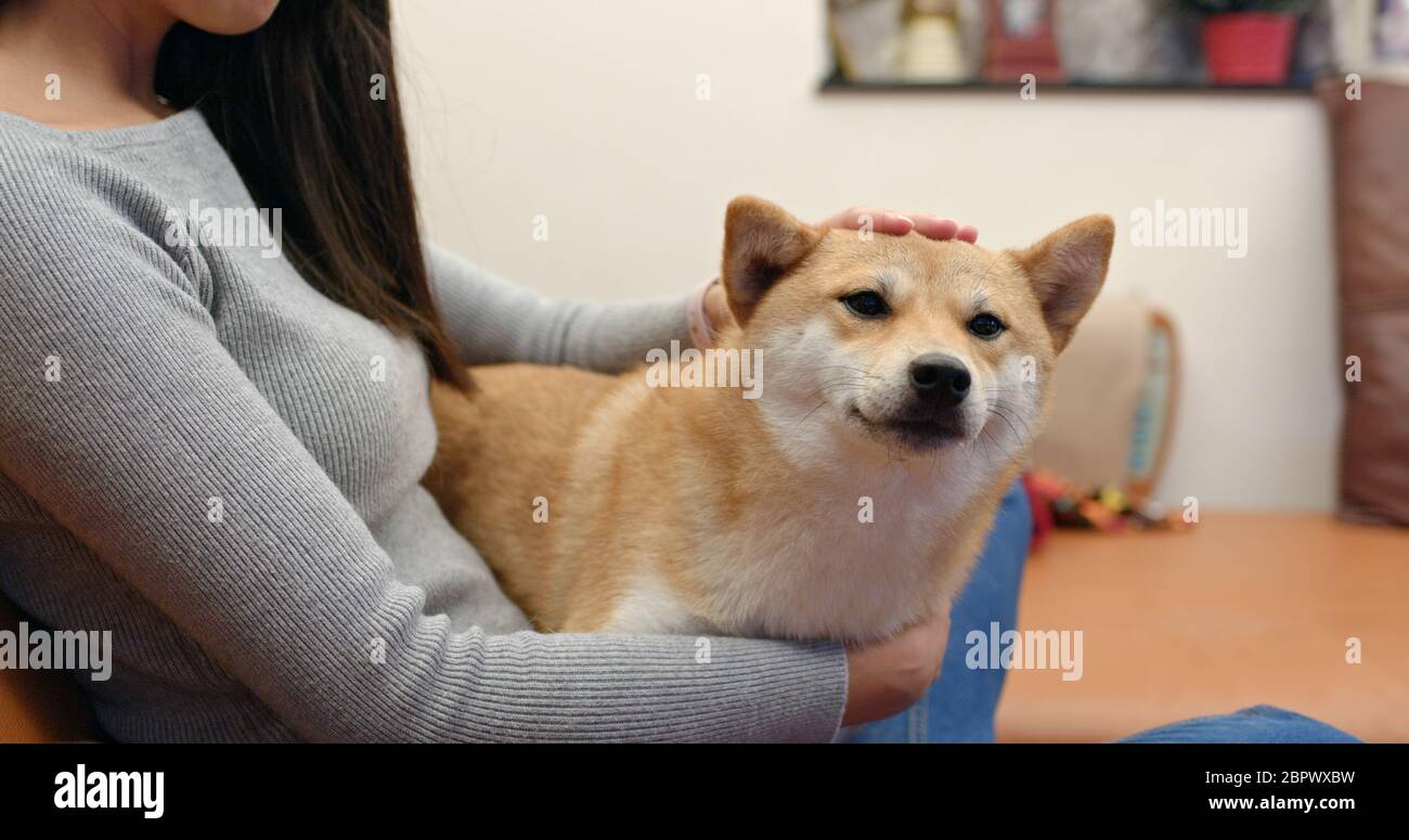 Woman cuddling her shiba inu at home Stock Photo - Alamy