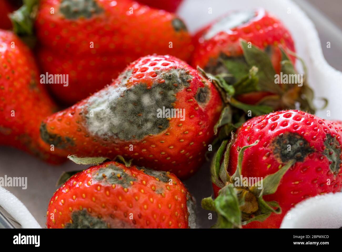 Gray mold on strawberries hi-res stock photography and images - Alamy