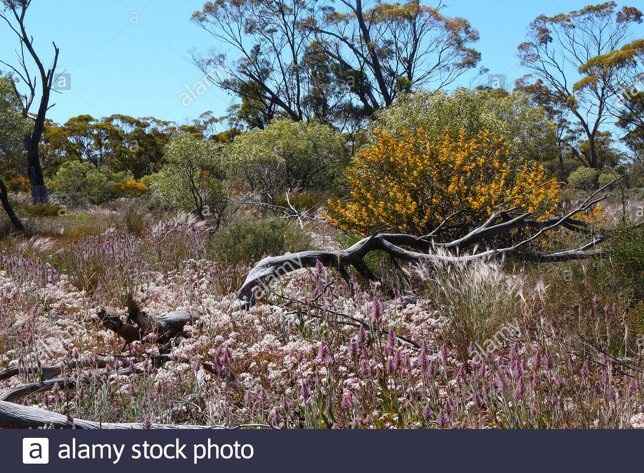 Australian Woodland Plant High Resolution Stock Photography and Images ...