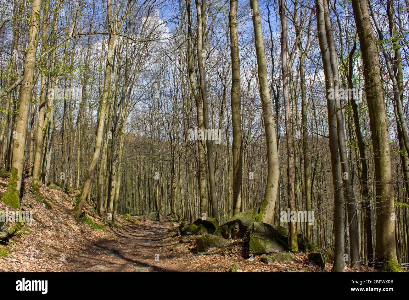 Spring Forest Hiking trail Rheinsteig in Siebengebirge Germany Stock ...