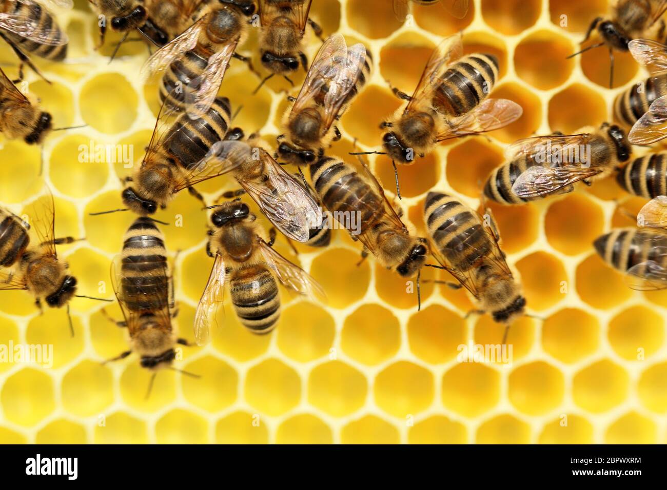 many honey bees on a beeswax in hive Stock Photo - Alamy