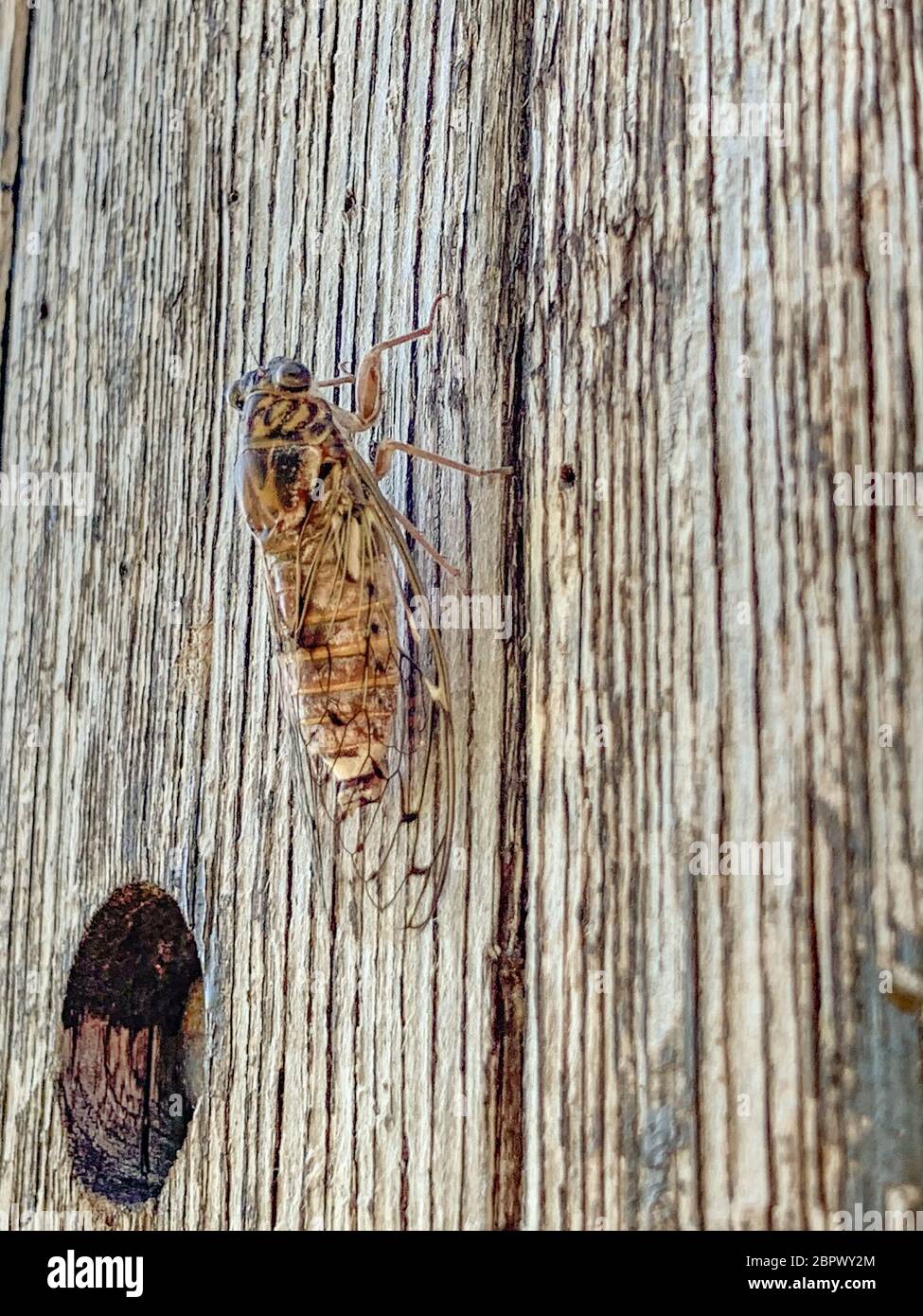 Cicada on the wooden beam of the fence Stock Photo - Alamy
