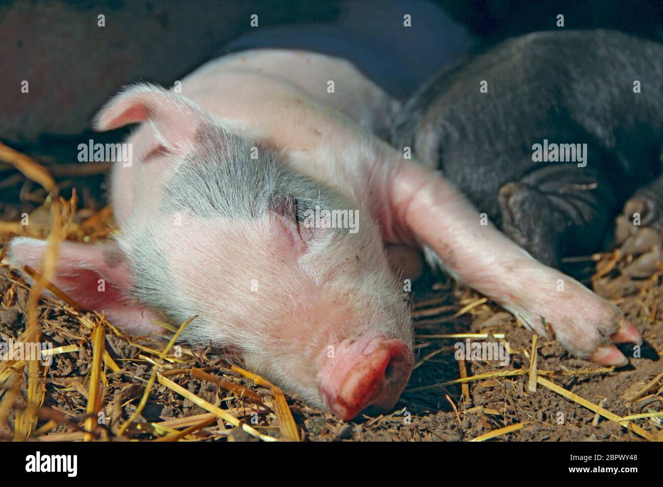 Pink piglet sleeping and basking in farm. Pink piglets bask in sun and ...