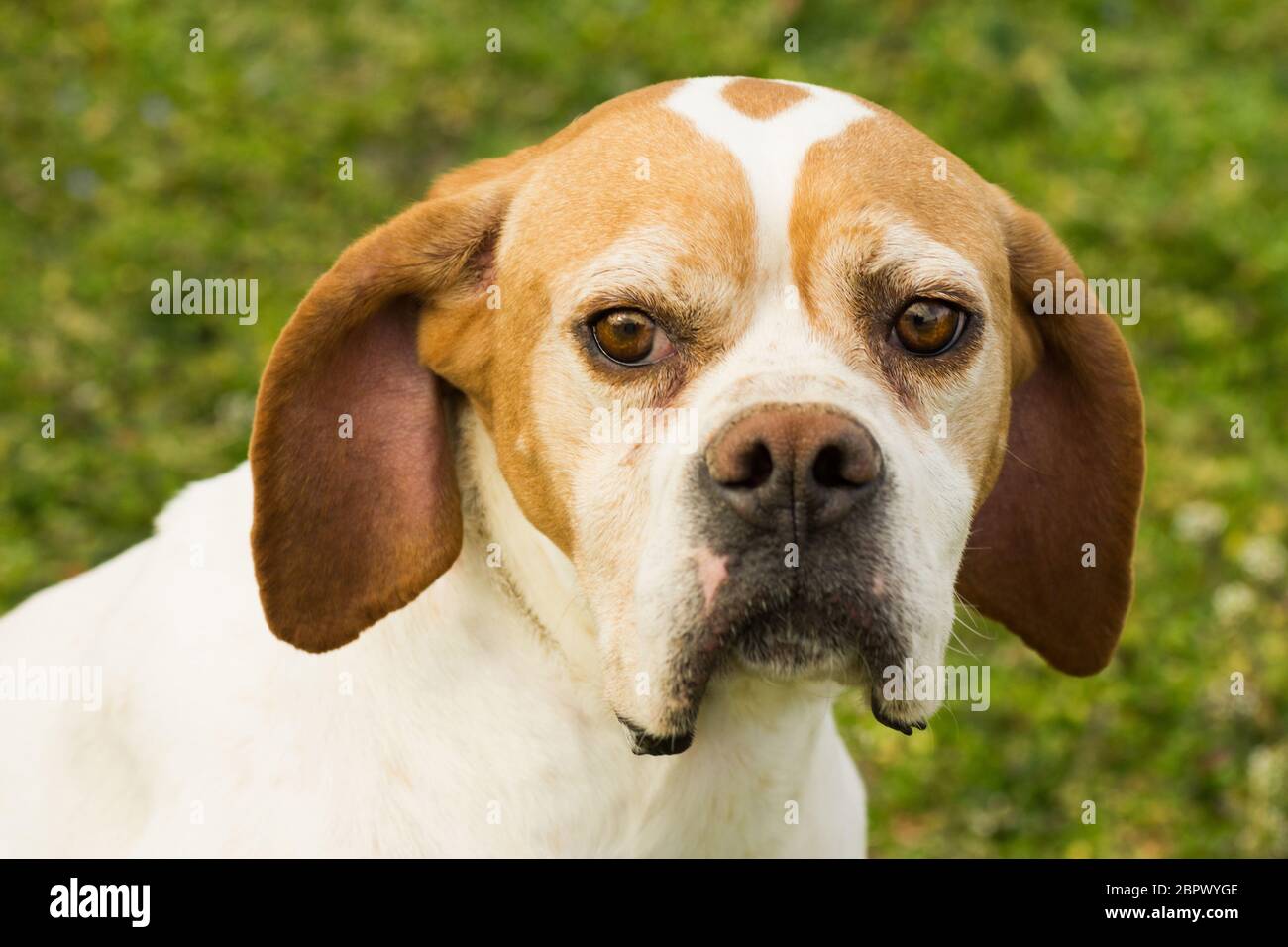 Animal portrait of sad dog on green background Stock Photo - Alamy