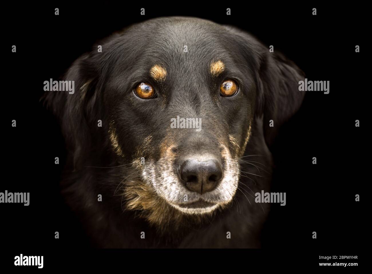 Black Dog Gold Eyes Breeds