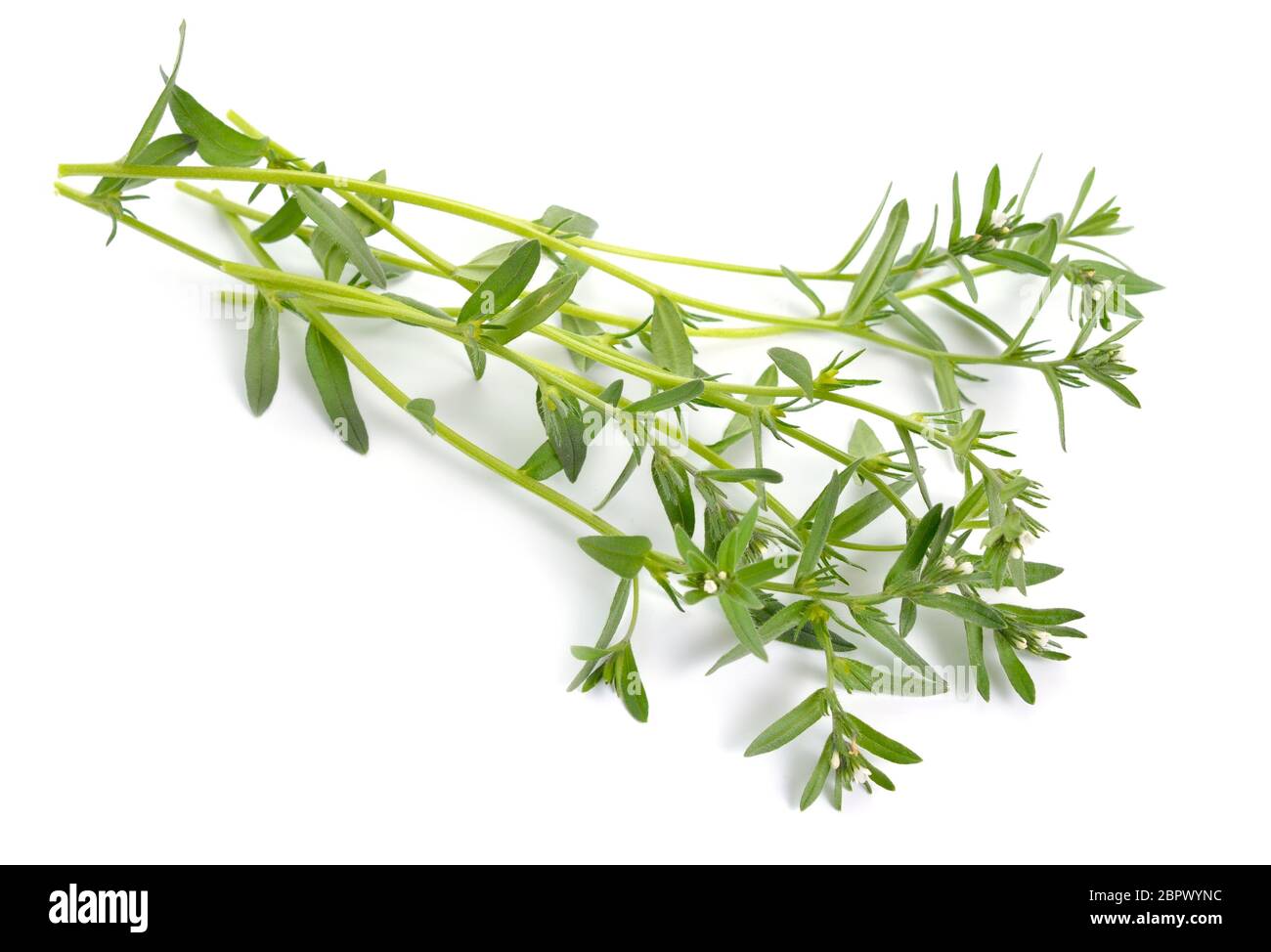 Lithospermum arvense, the field gromwell, corn gromwell, or bastard ...