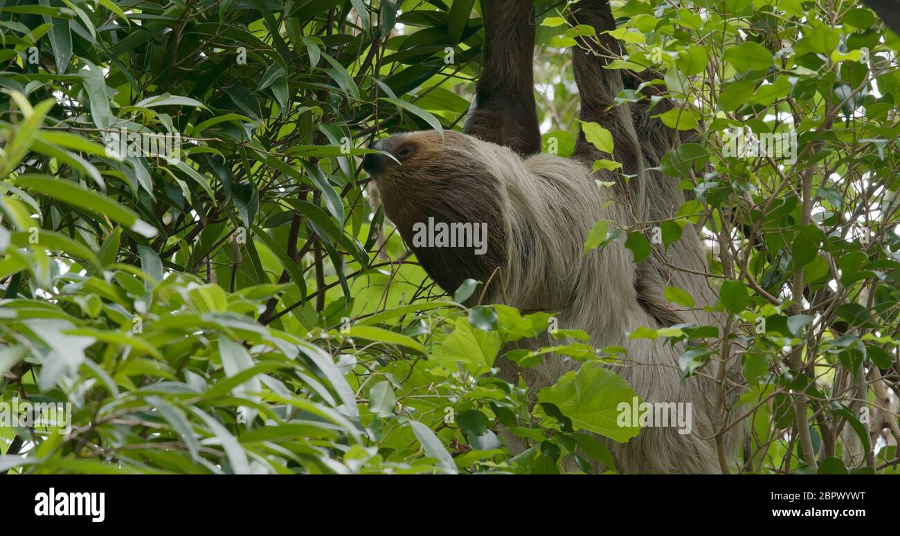 Hong kong and costa rica hi-res stock photography and images - Alamy
