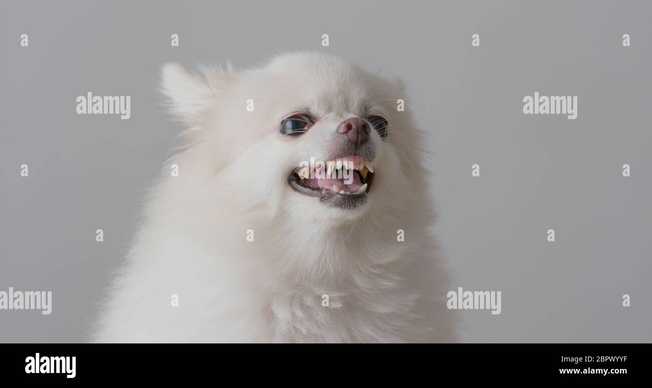 White pomeranian barking Stock Photo - Alamy